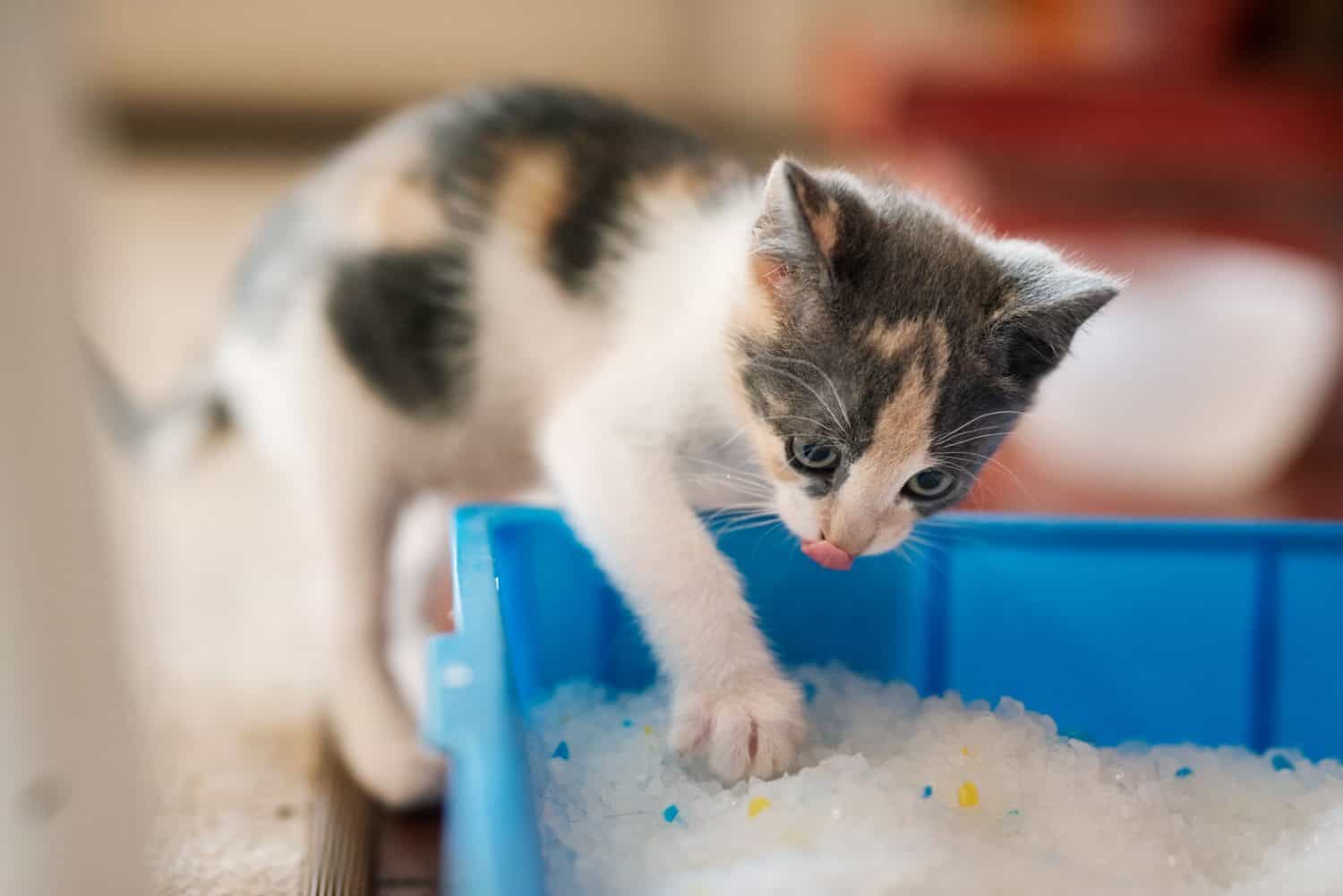 Common Litter Box Issues, Explained | Oroville Animal Health Center ...