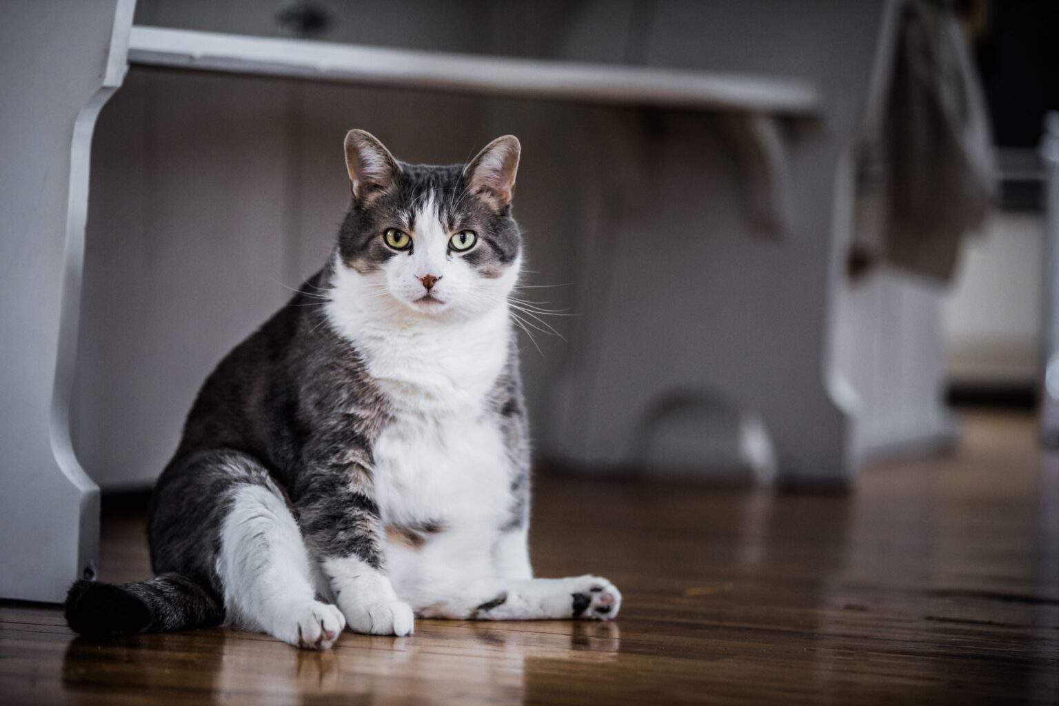 Pet Obesity Awareness Month: Tips for Maintaining a Healthy Weight ...